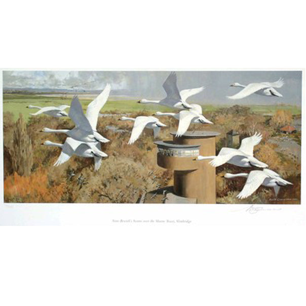 Nine Bewick's Swans over the Sloane Tower print